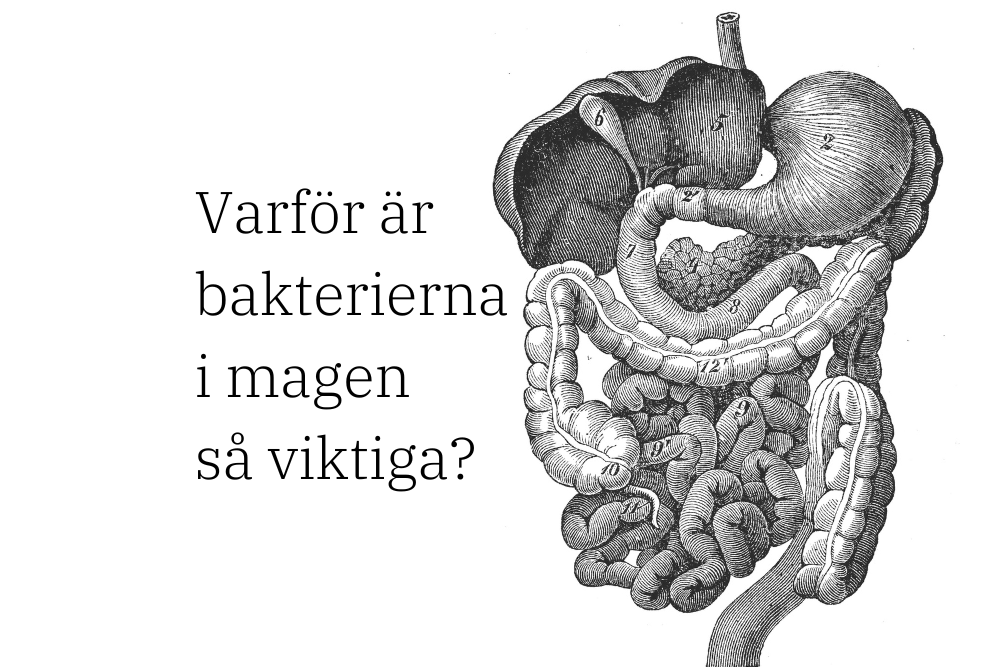 Om tarmfloran - Bakterierna i vår mage | Super Synbiotics