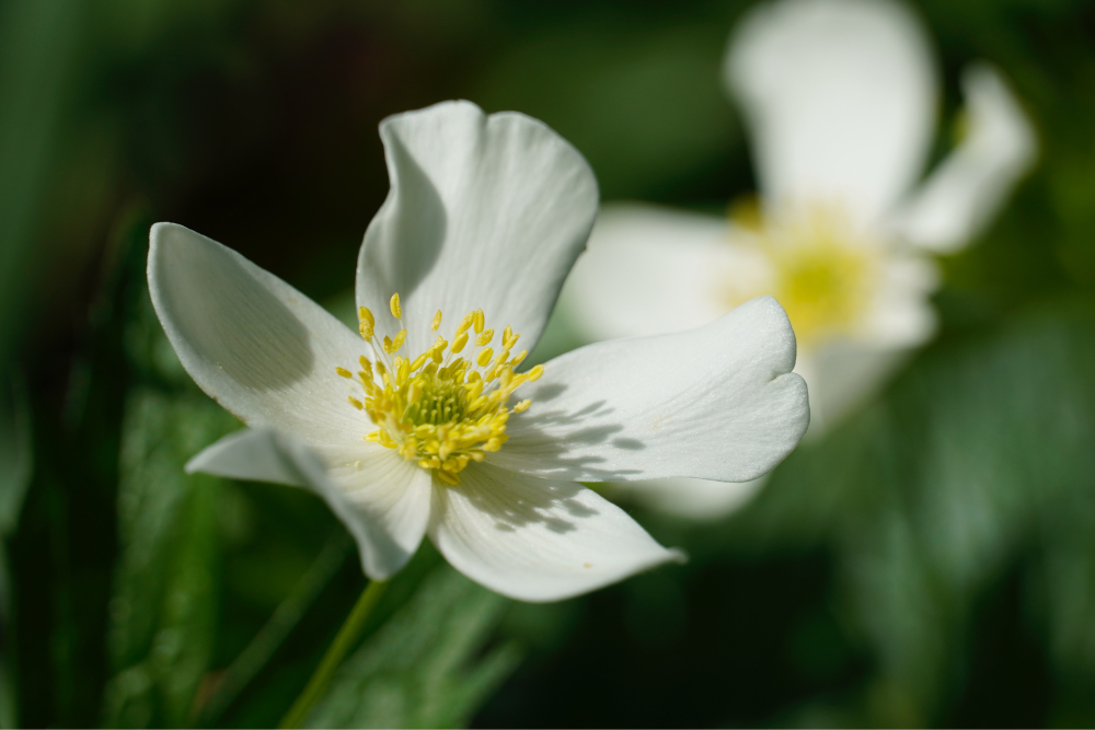 How to take care of your health ahead of a new season - Super Synbiotics